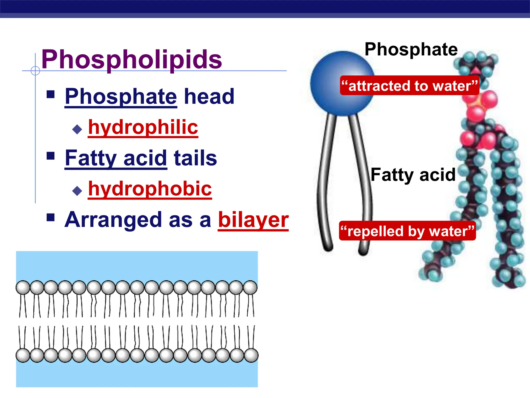 cell membrane structure and function 2014.ppt