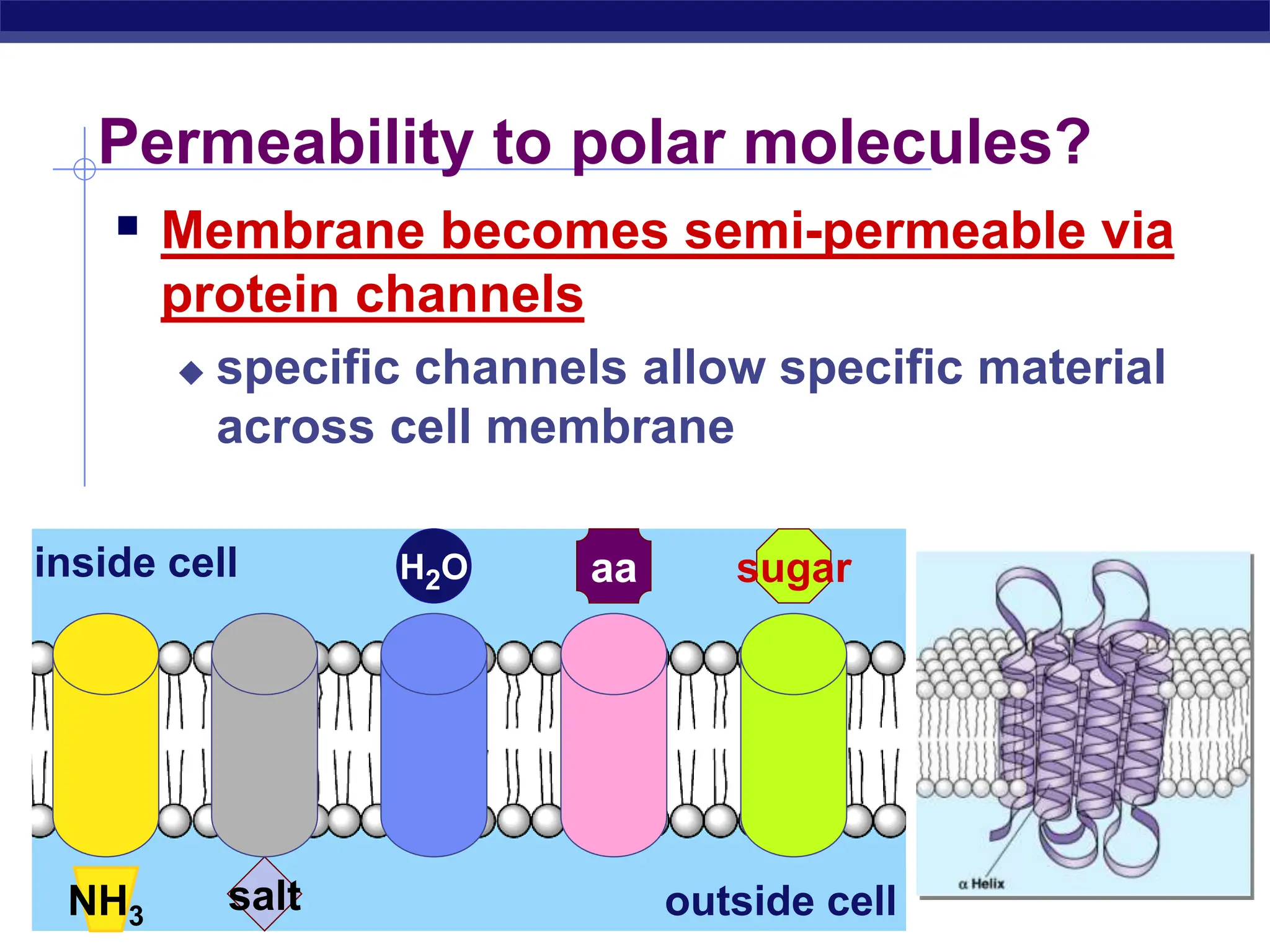 cell membrane structure and function 2014.ppt