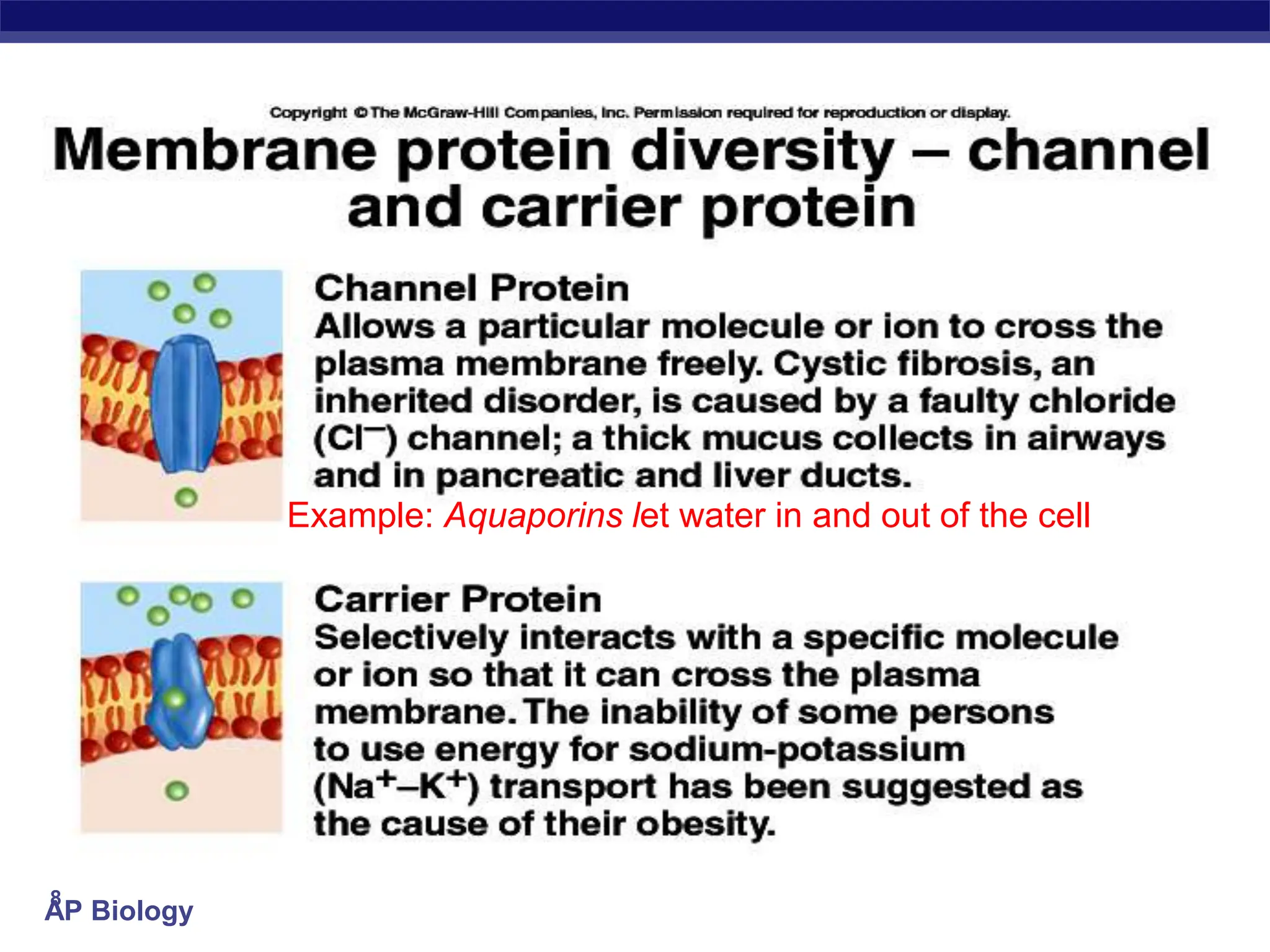 cell membrane structure and function 2014.ppt | Free Download