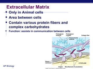 cell membrane structure and function 2014.ppt