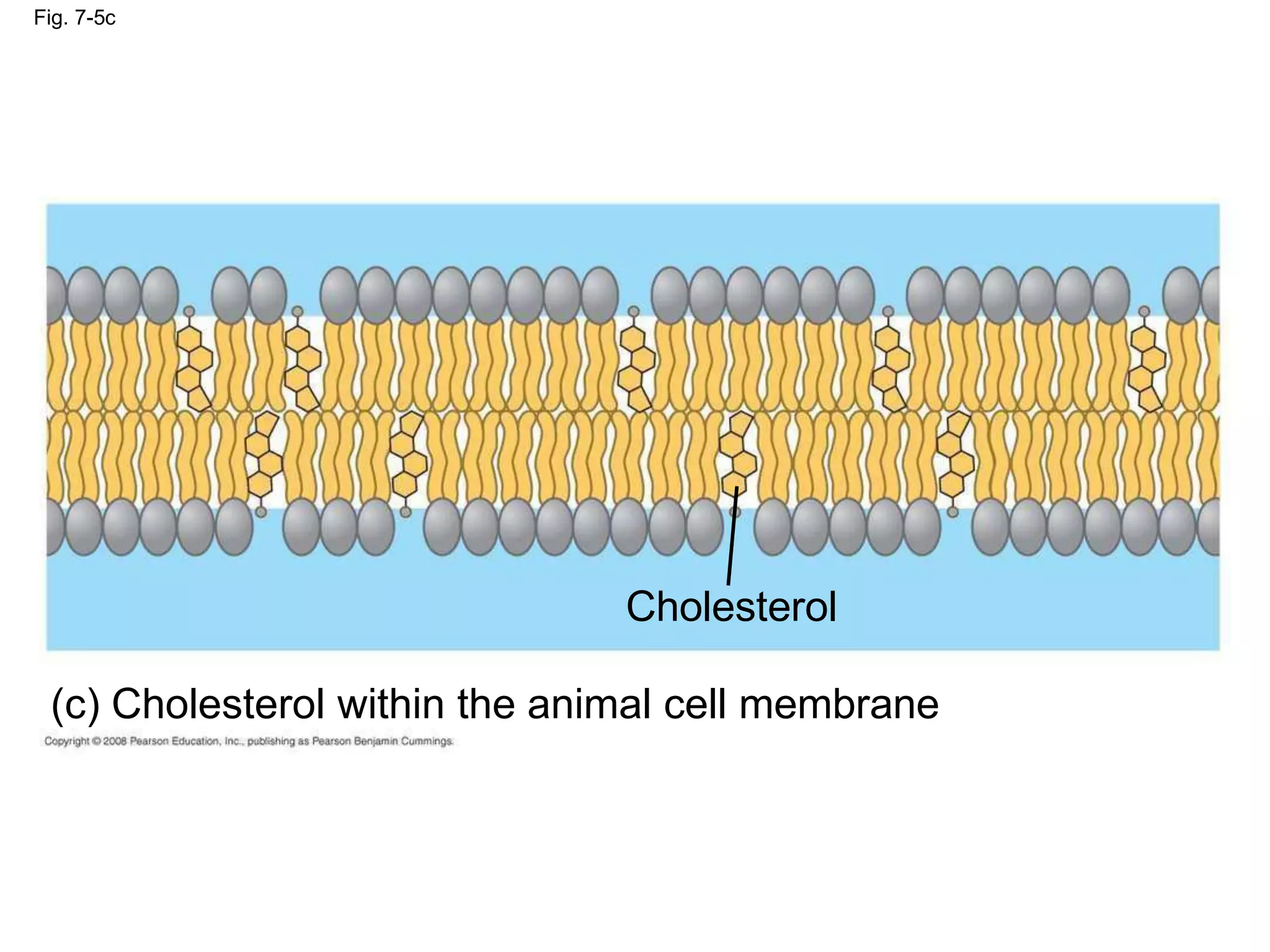 Cell membrane structure an function.pptx