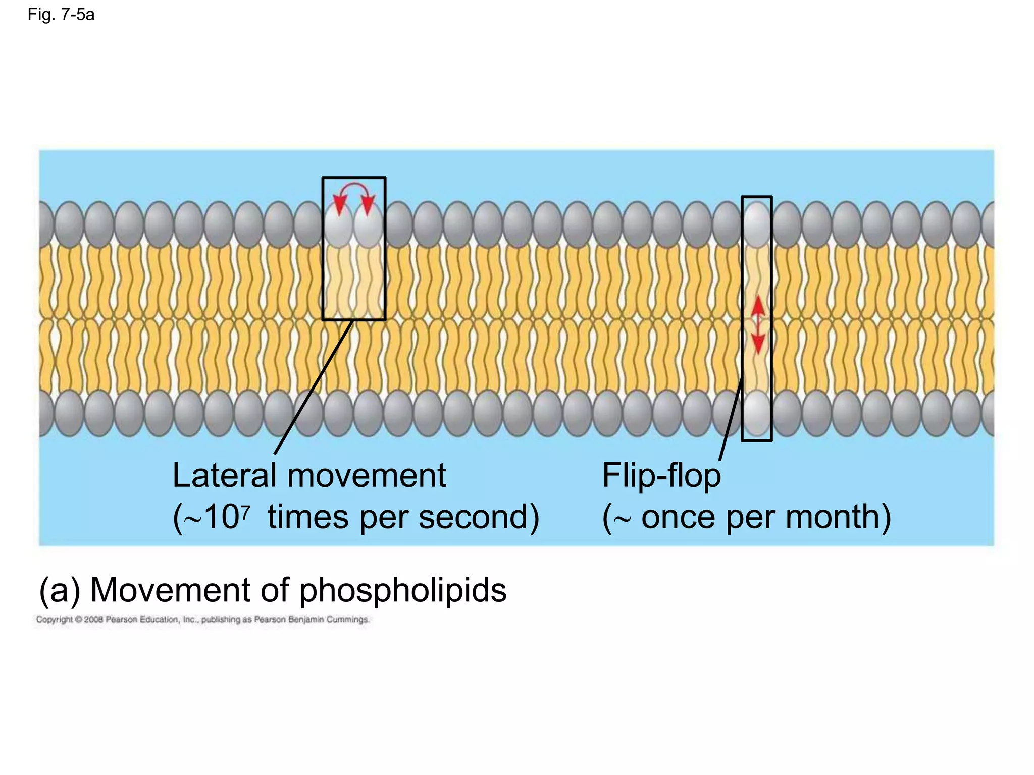 Cell membrane structure an function.pptx
