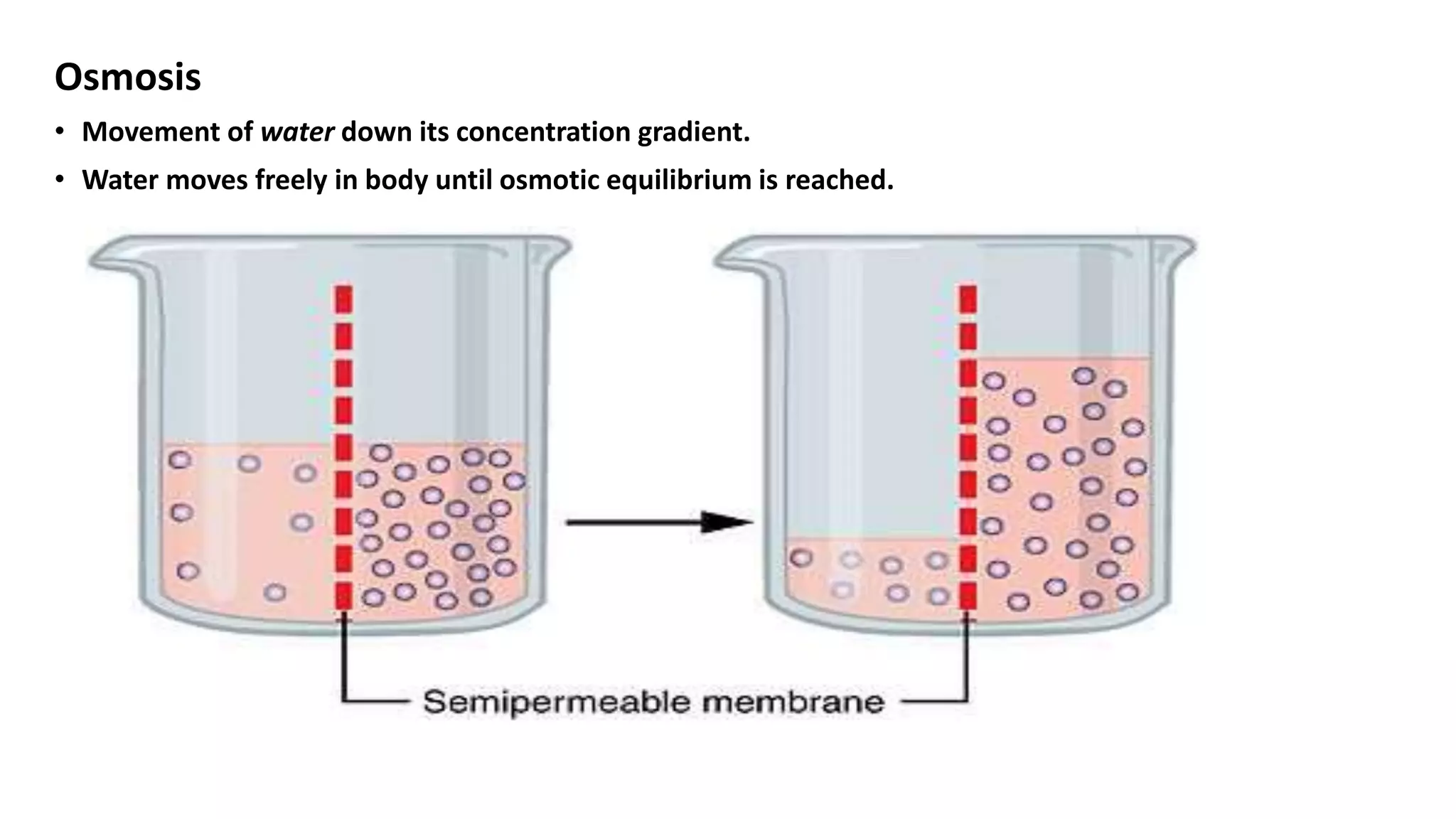 Cell membrane structure, function and transport mechanisms | PPT