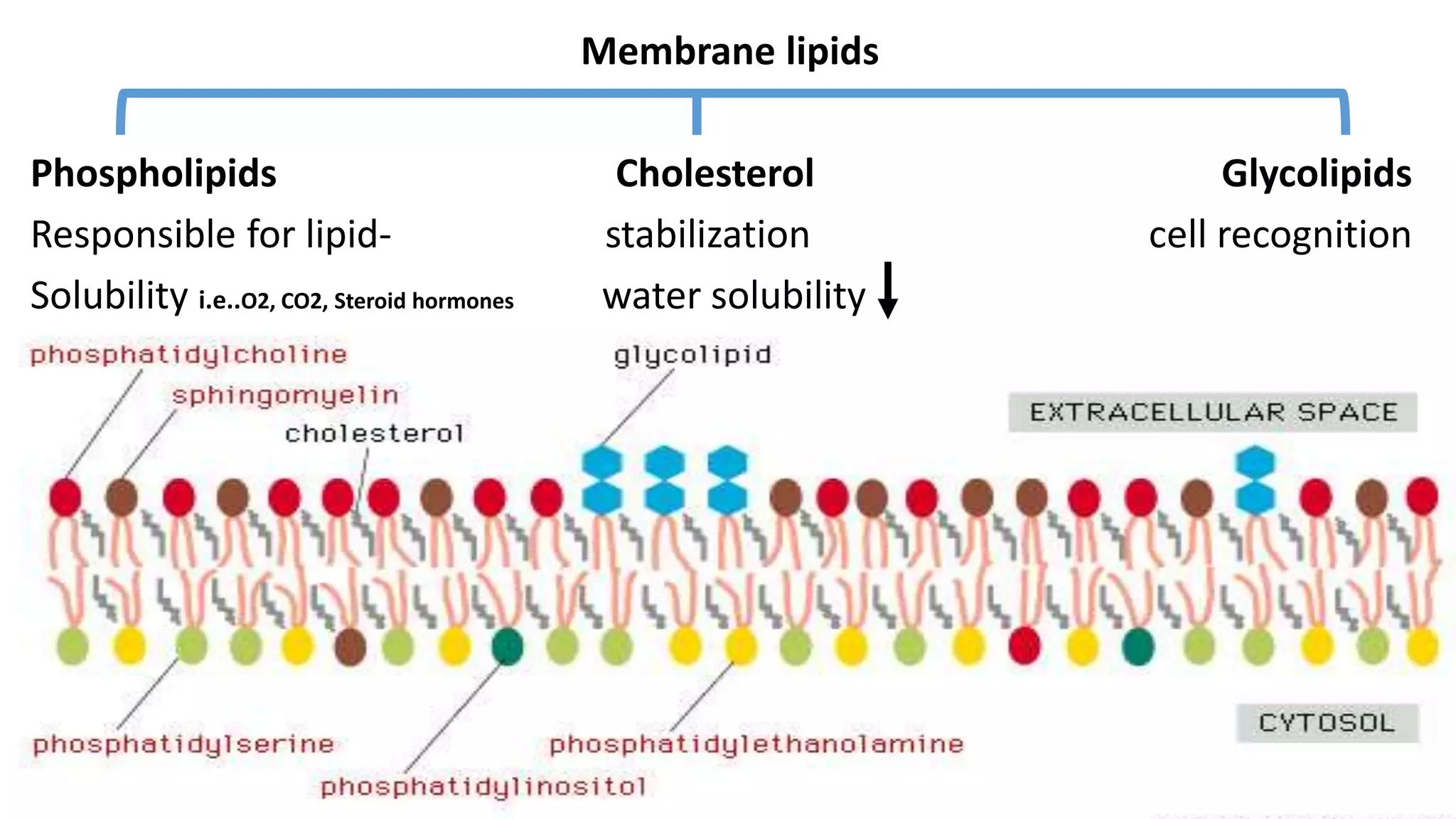 Cell membrane structure, function and transport mechanisms | PPT