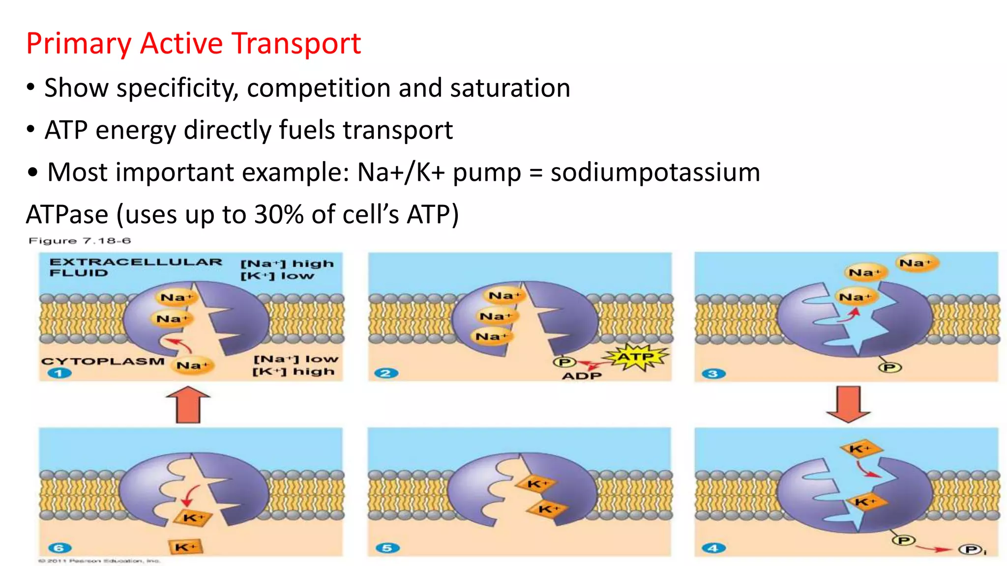 Cell membrane structure, function and transport mechanisms | PPTX
