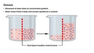 Cell membrane structure, function and transport mechanisms | PPTX
