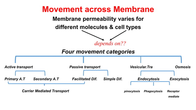 Cell membrane structure, function and transport mechanisms | PPT