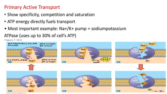 Cell membrane structure, function and transport mechanisms | PPT