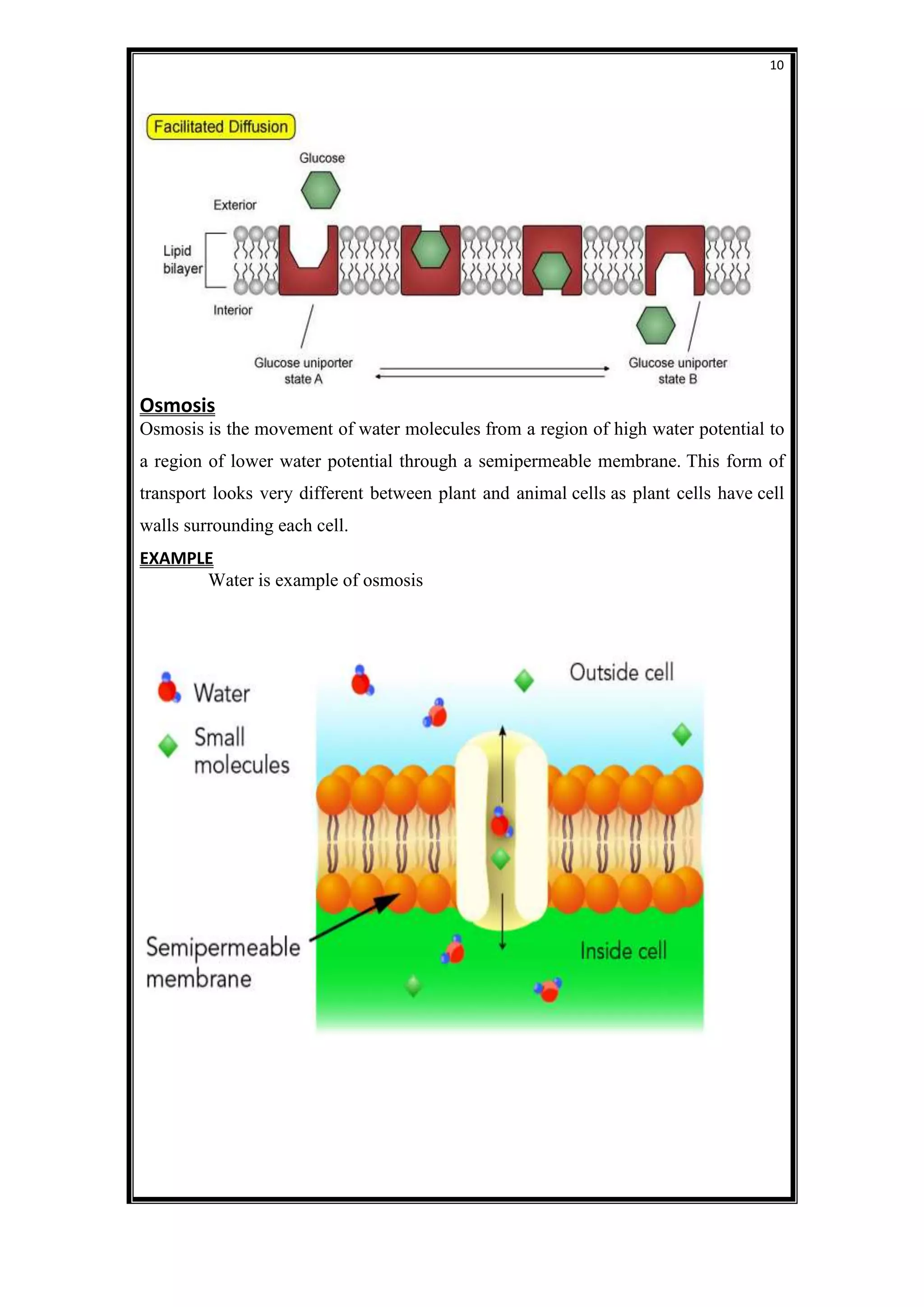 Cell membrane strutrue | DOCX