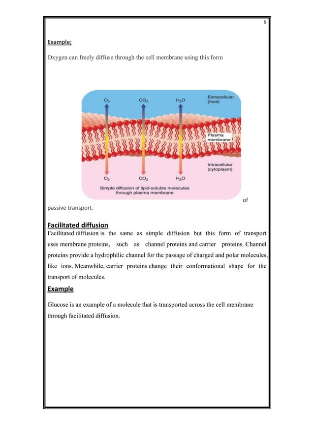 Cell membrane strutrue | DOCX | Biological Sciences | Science