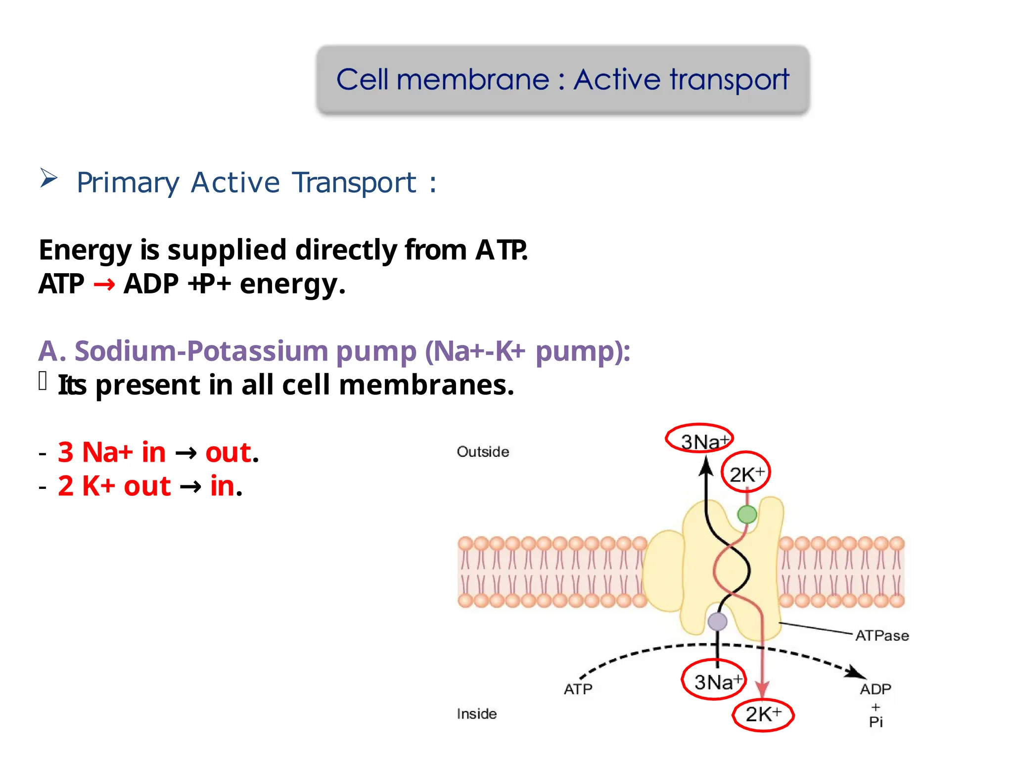 Cell Membranes noteUnit ! 6 Aug 2024.pptx