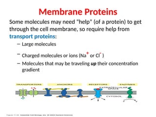 Cell Membranes noteUnit ! 6 Aug 2024.pptx