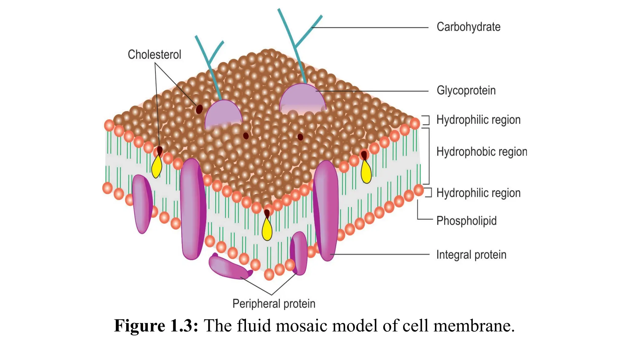 cell membrane topic structure and biomedical usess.pptx