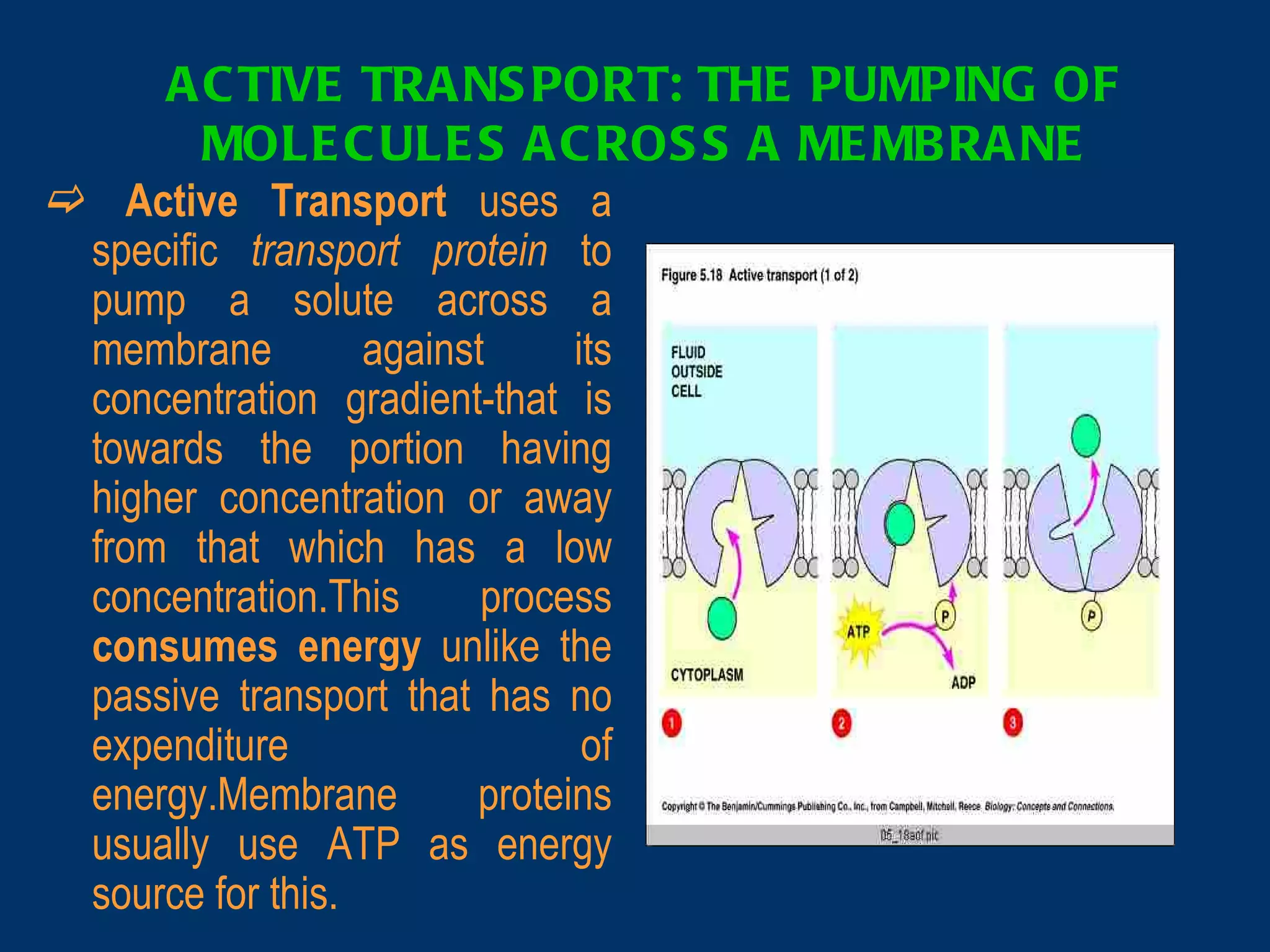 Cell membrane transport | PPT