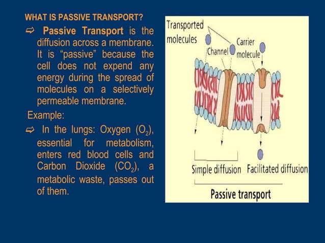 Cell membrane transport | PPT
