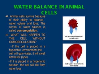 Cell membrane transport | PPT