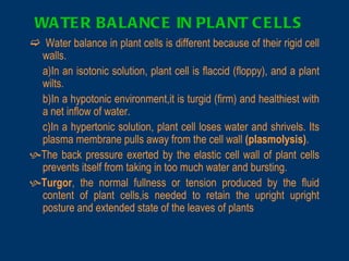 Cell membrane transport | PPT