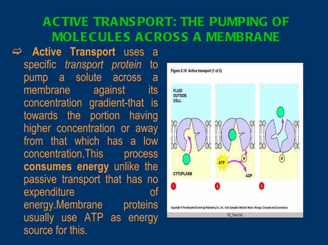 Cell membrane transport | PPT
