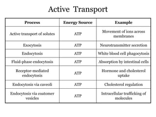 Active And Passive Transport Examples