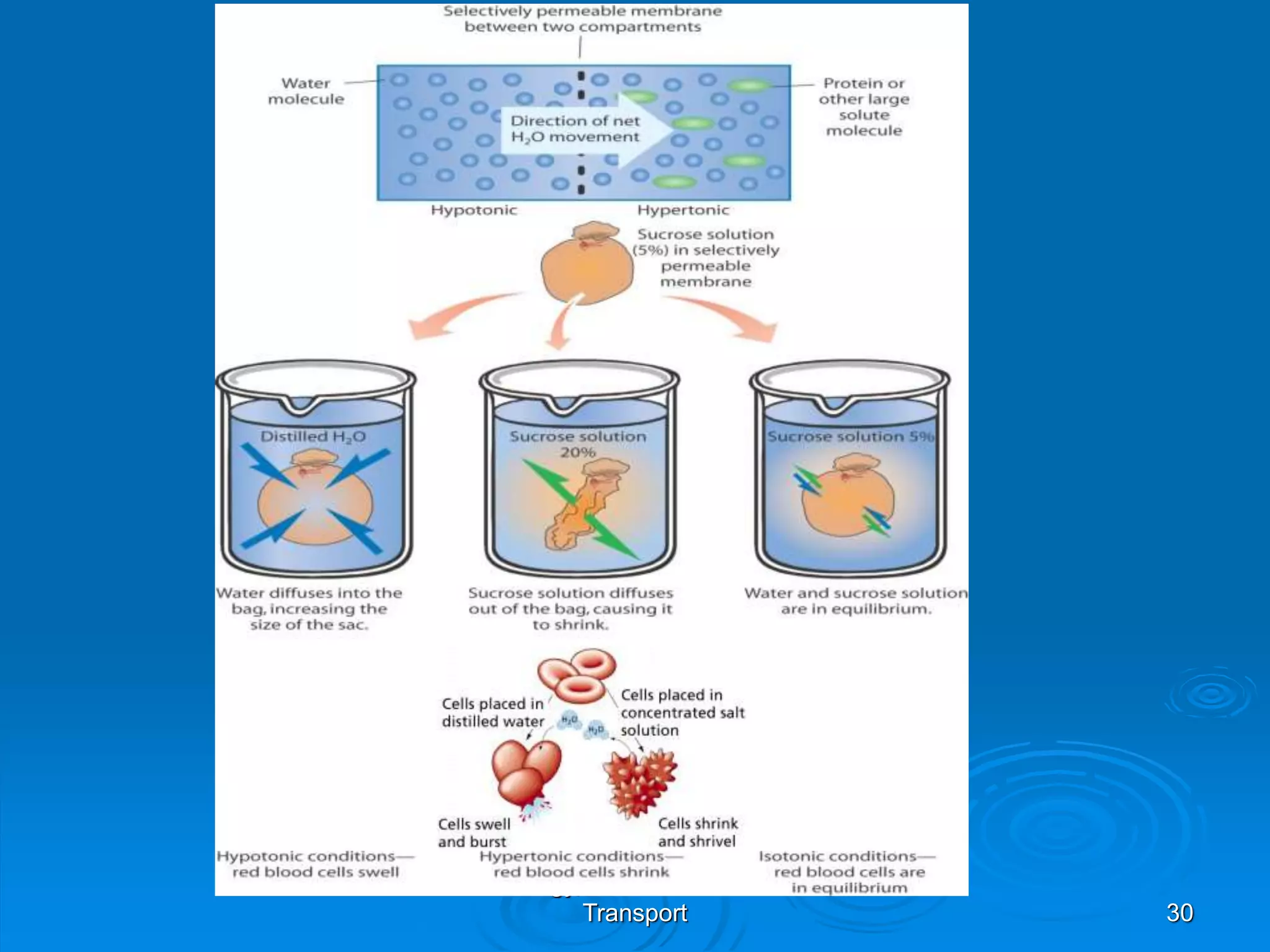 Cell_Membrane_Transport.ppt