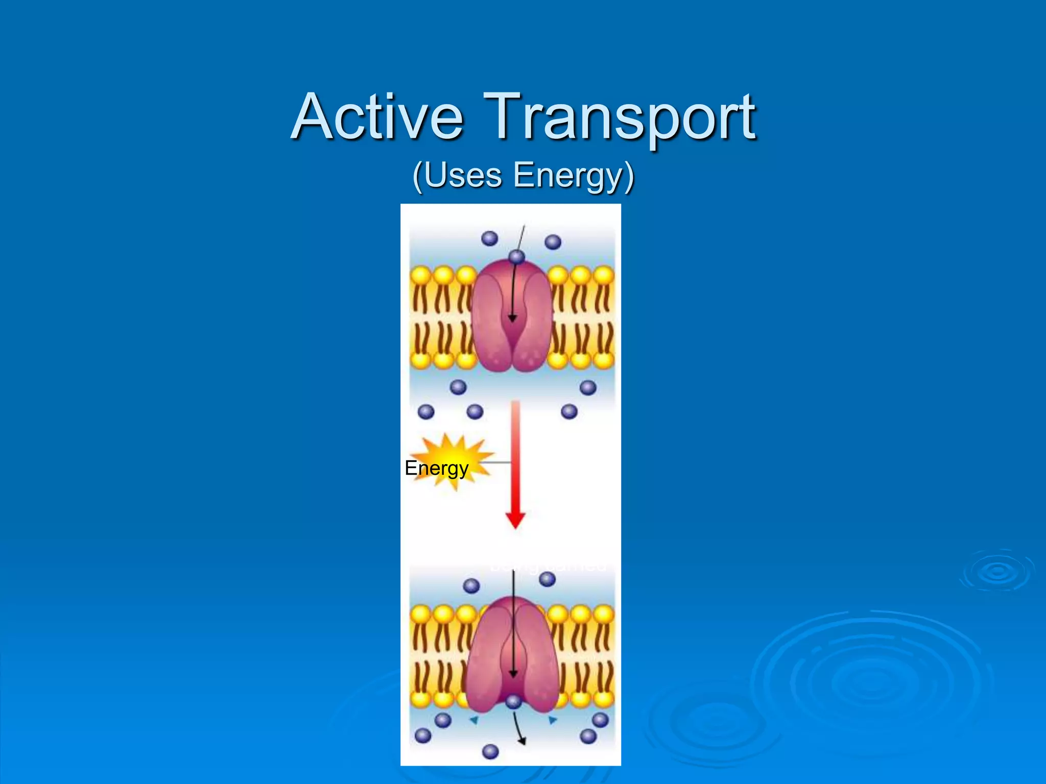 Cell_Membrane_Transport.ppt
