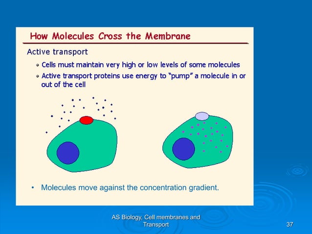 Cell_Membrane_Transport.ppt