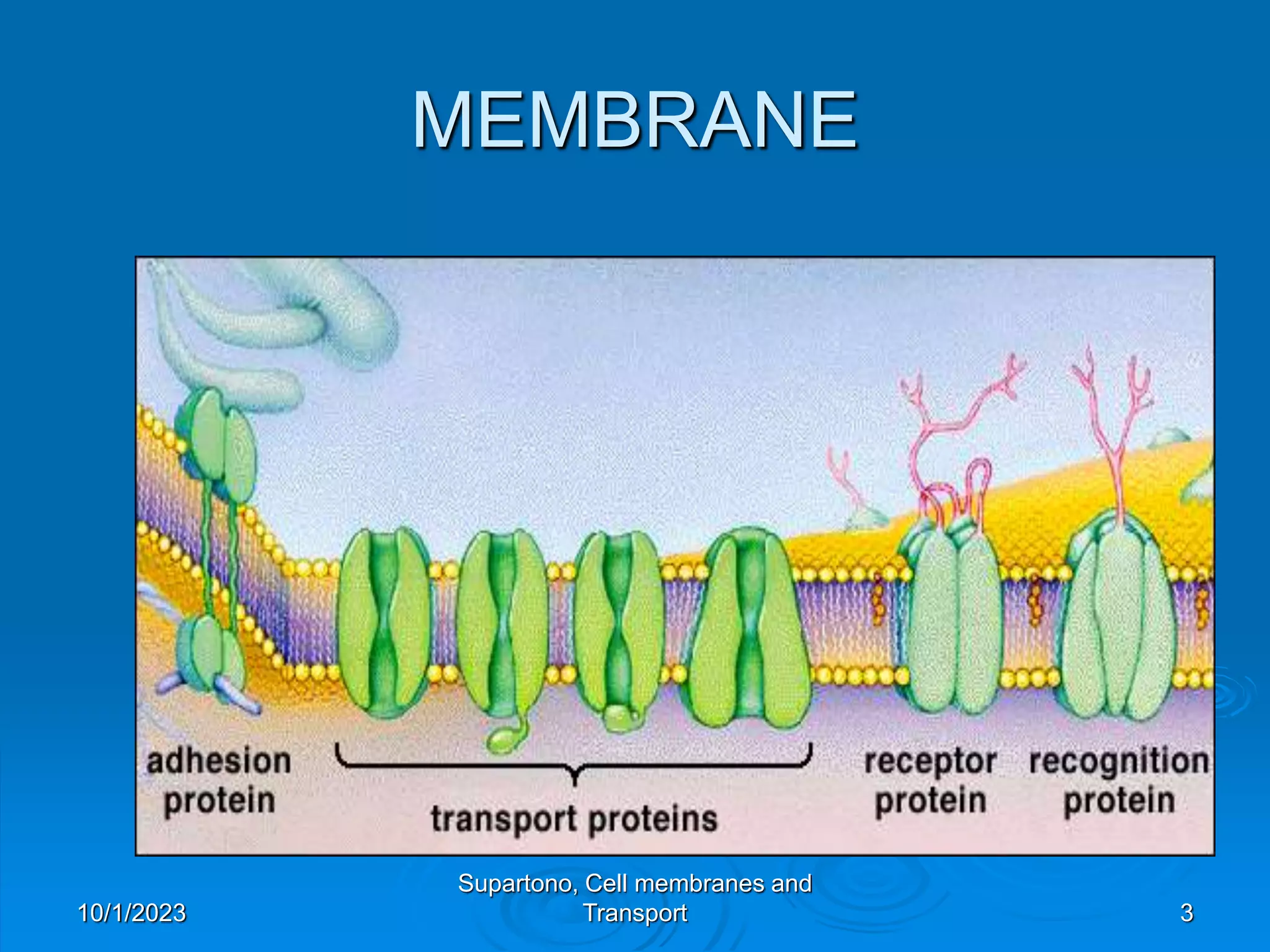 cell membrane transport.ppt