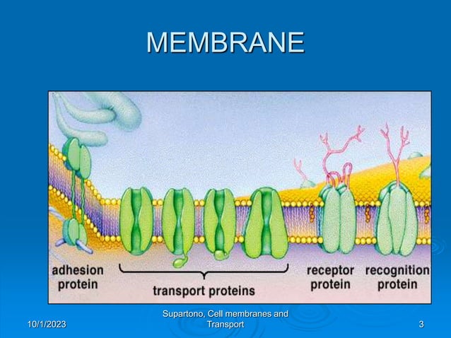cell membrane transport.ppt