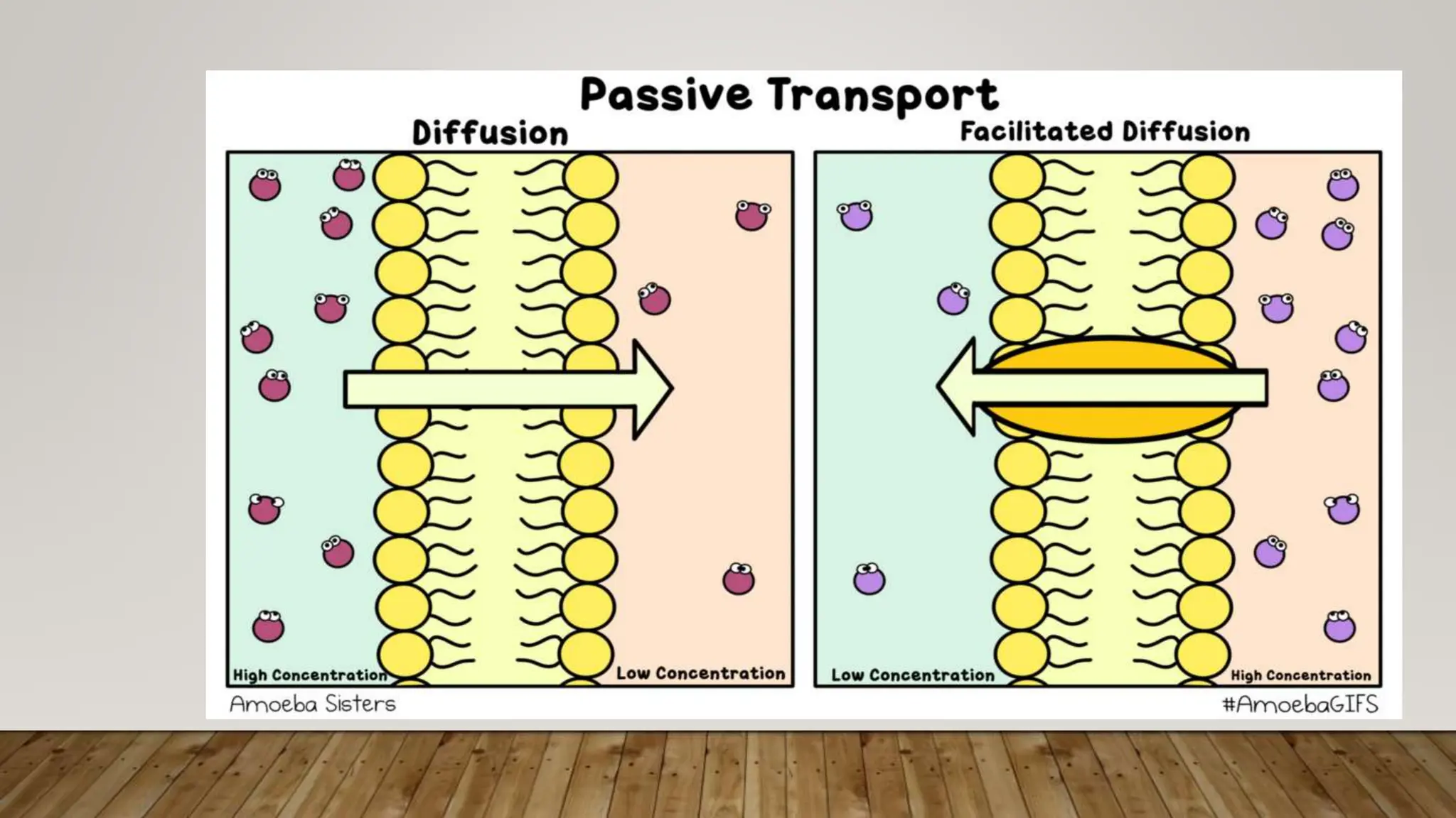 Cell Membrane Transport.pptx