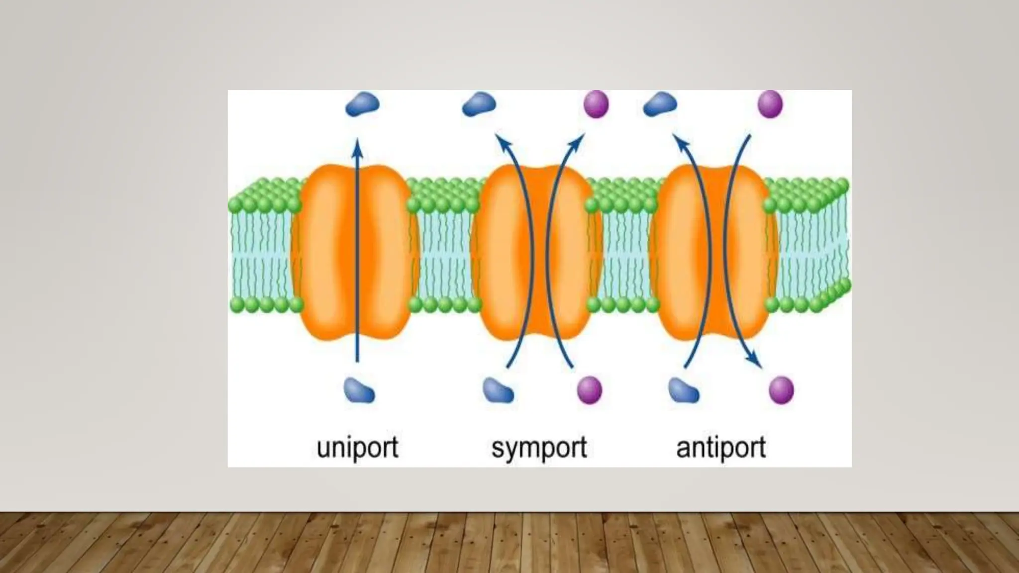 Cell Membrane Transport.pptx | Biological Sciences | Science