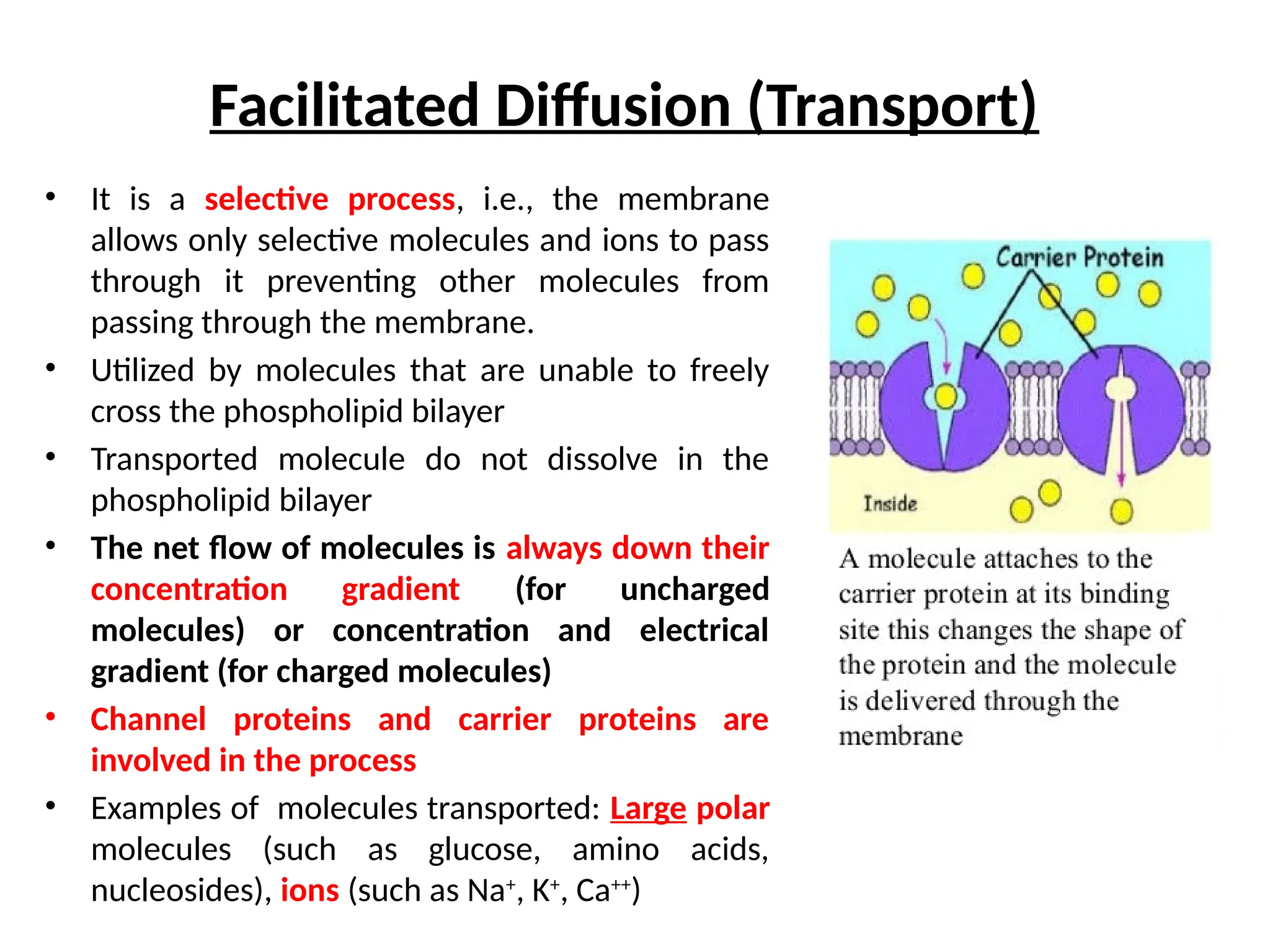 Cell membrane (Transport and structure).pptx