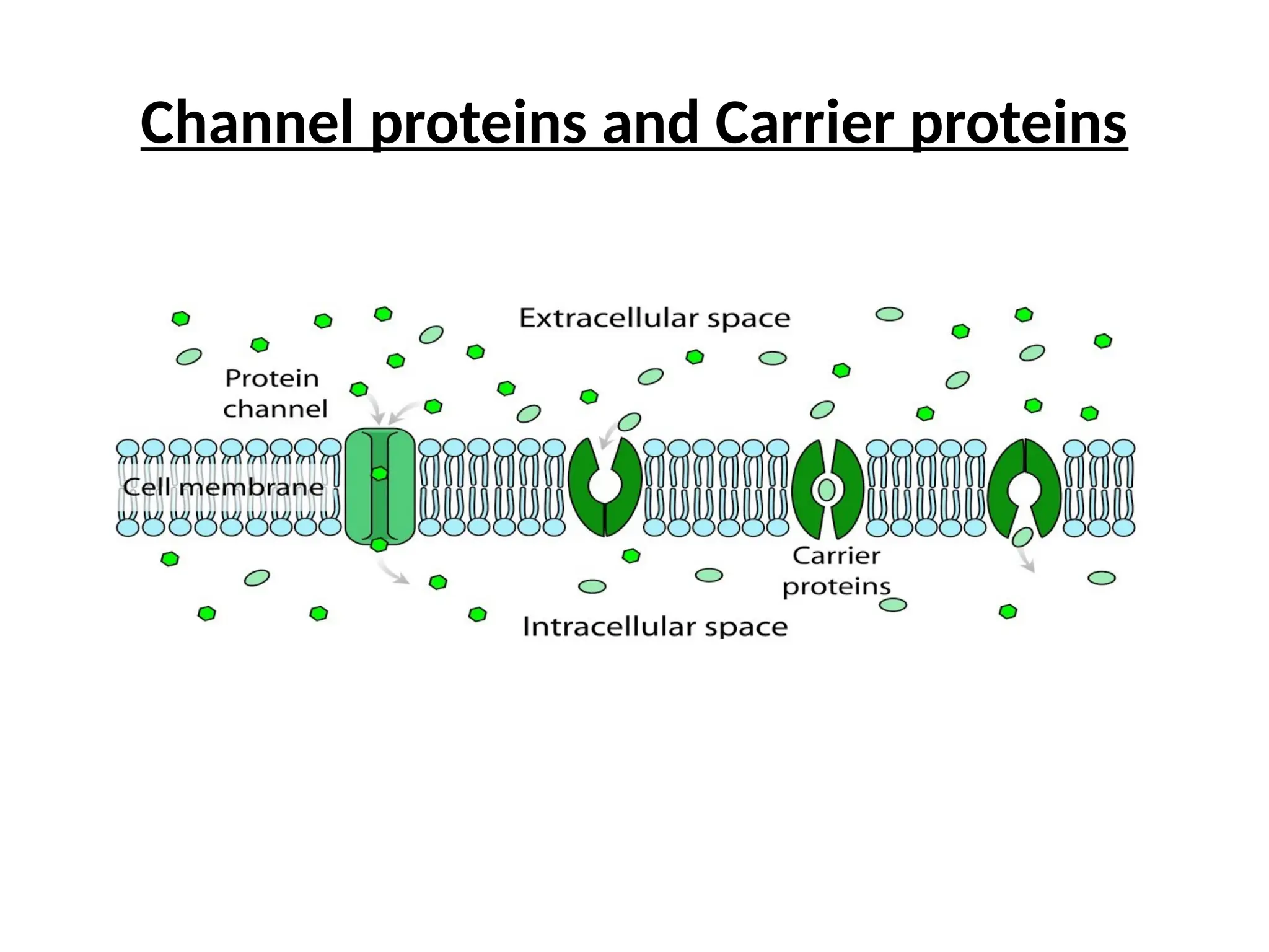 Cell membrane (Transport and structure).pptx