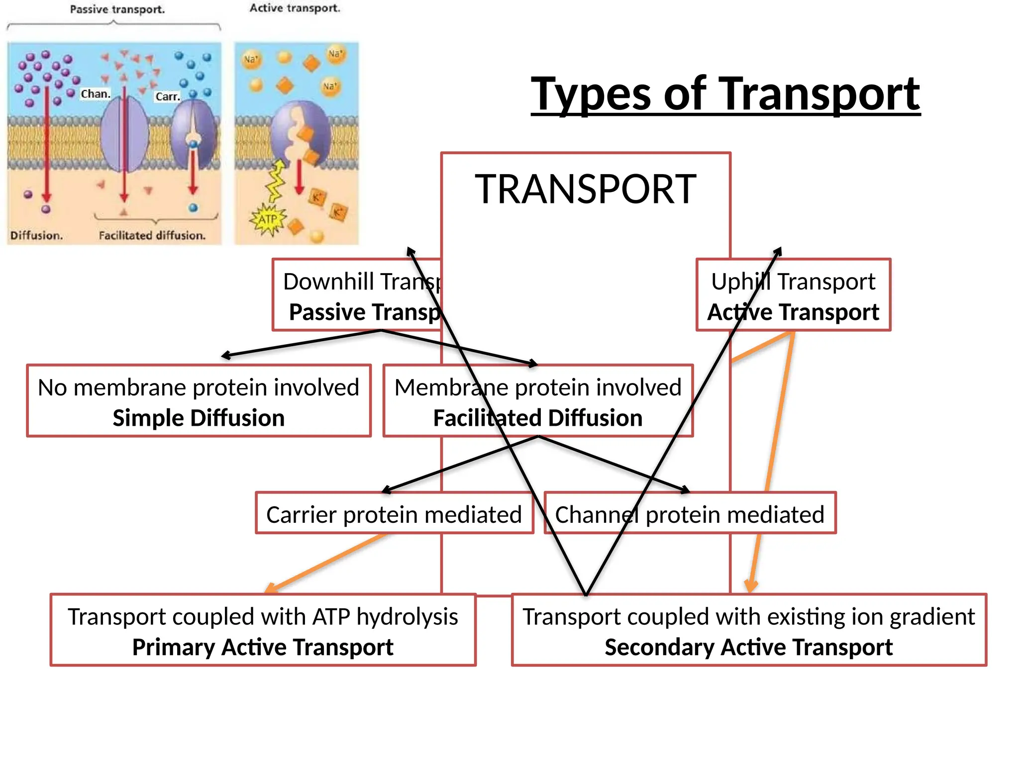 Cell membrane (Transport and structure).pptx