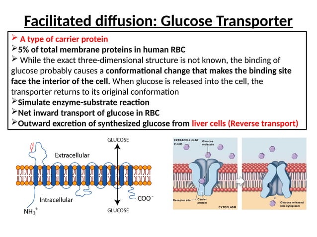 Cell membrane (Transport and structure).pptx