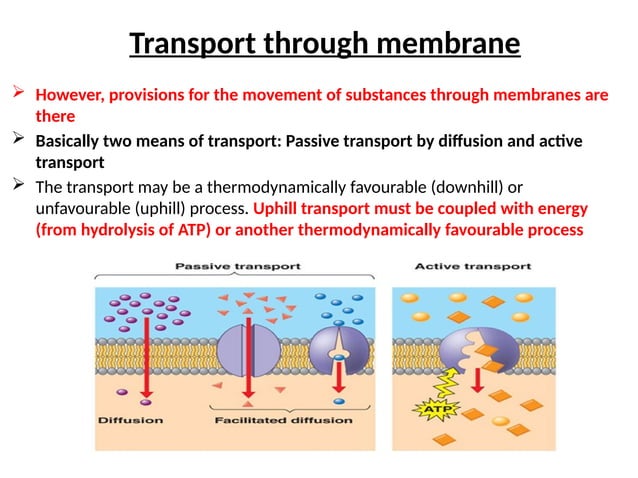 Cell membrane (Transport and structure).pptx
