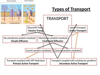 Cell membrane (Transport and structure).pptx