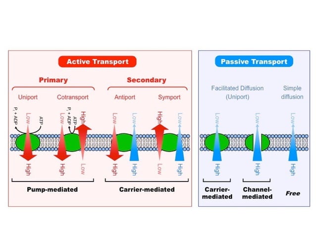Cell membrane (Transport and structure).pptx