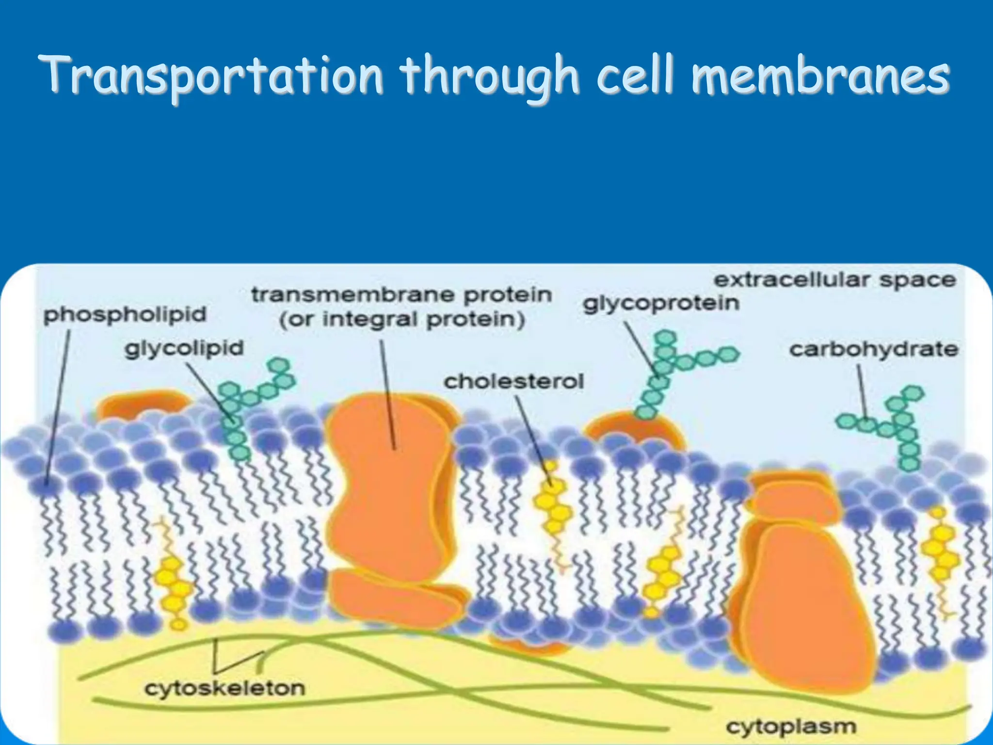 cellmembranetransport2-160325130001.pptx