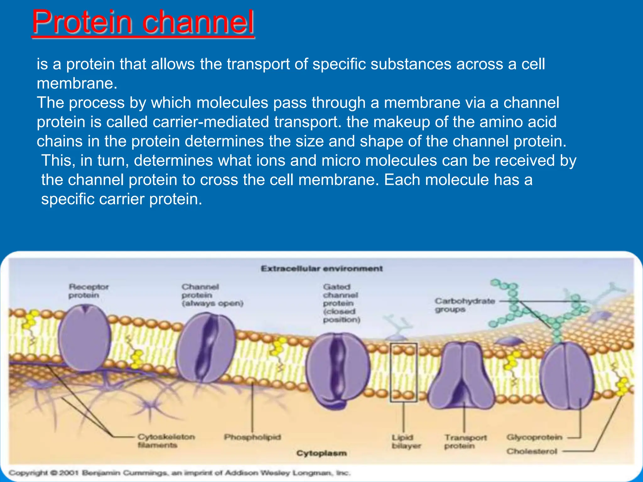 cellmembranetransport2-160325130001.pptx