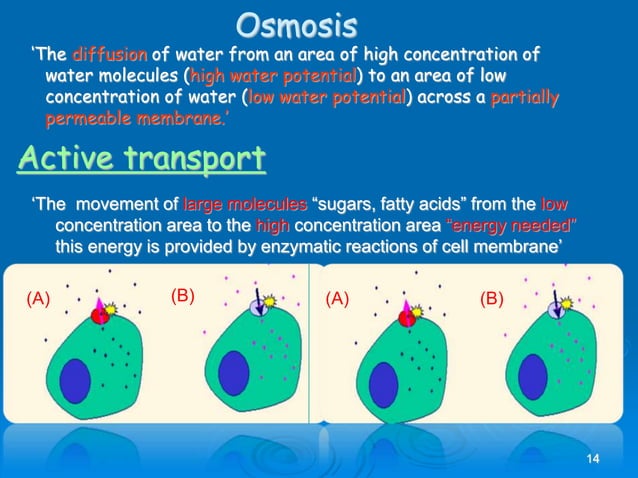 cellmembranetransport2-160325130001.pptx
