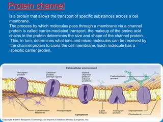 cellmembranetransport2-160325130001.pptx