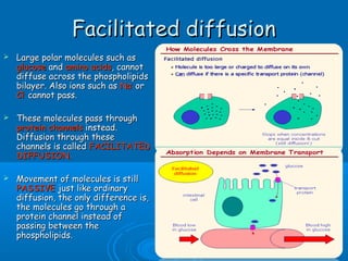 Transportation through cell membrane. | PPT