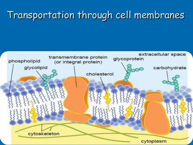 Transportation through cell membrane.