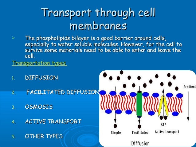 Transportation through cell membrane.