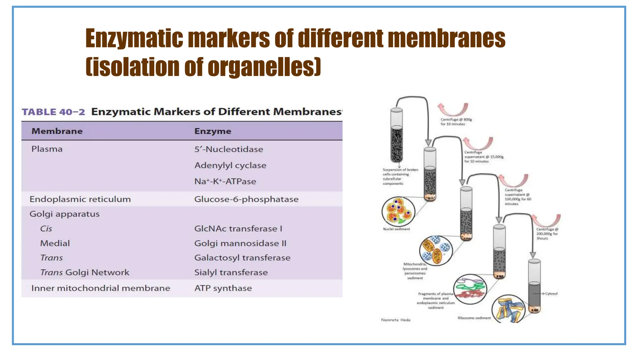 cell membrane transport mechanisms and related disorders ppt..pptx