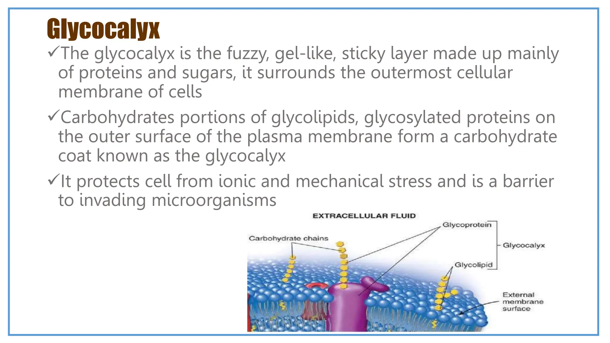 cell membrane transport mechanisms and related disorders ppt..pptx