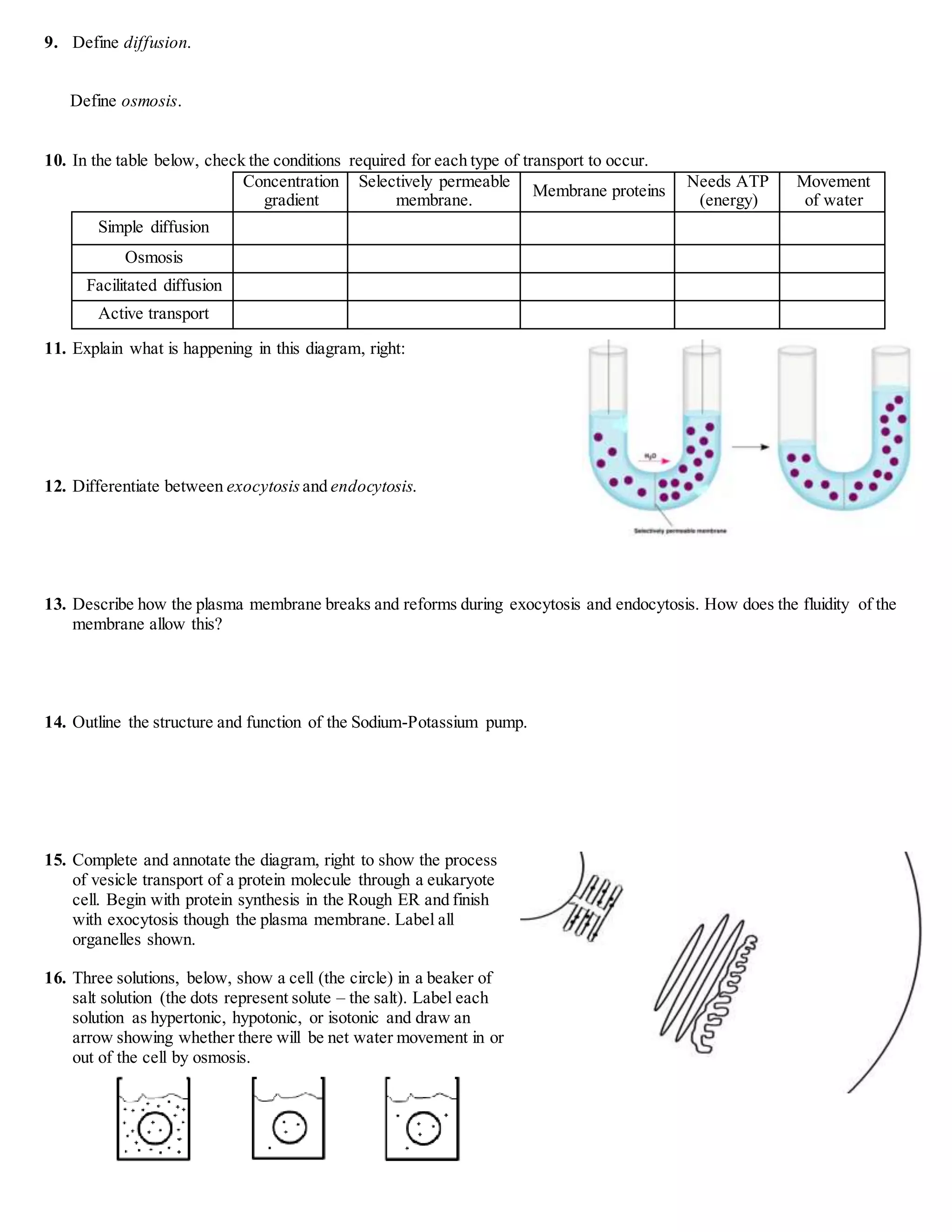 IB Cell Membrane & Transport Review (1.3-1.4) | DOCX | Chemistry | Science