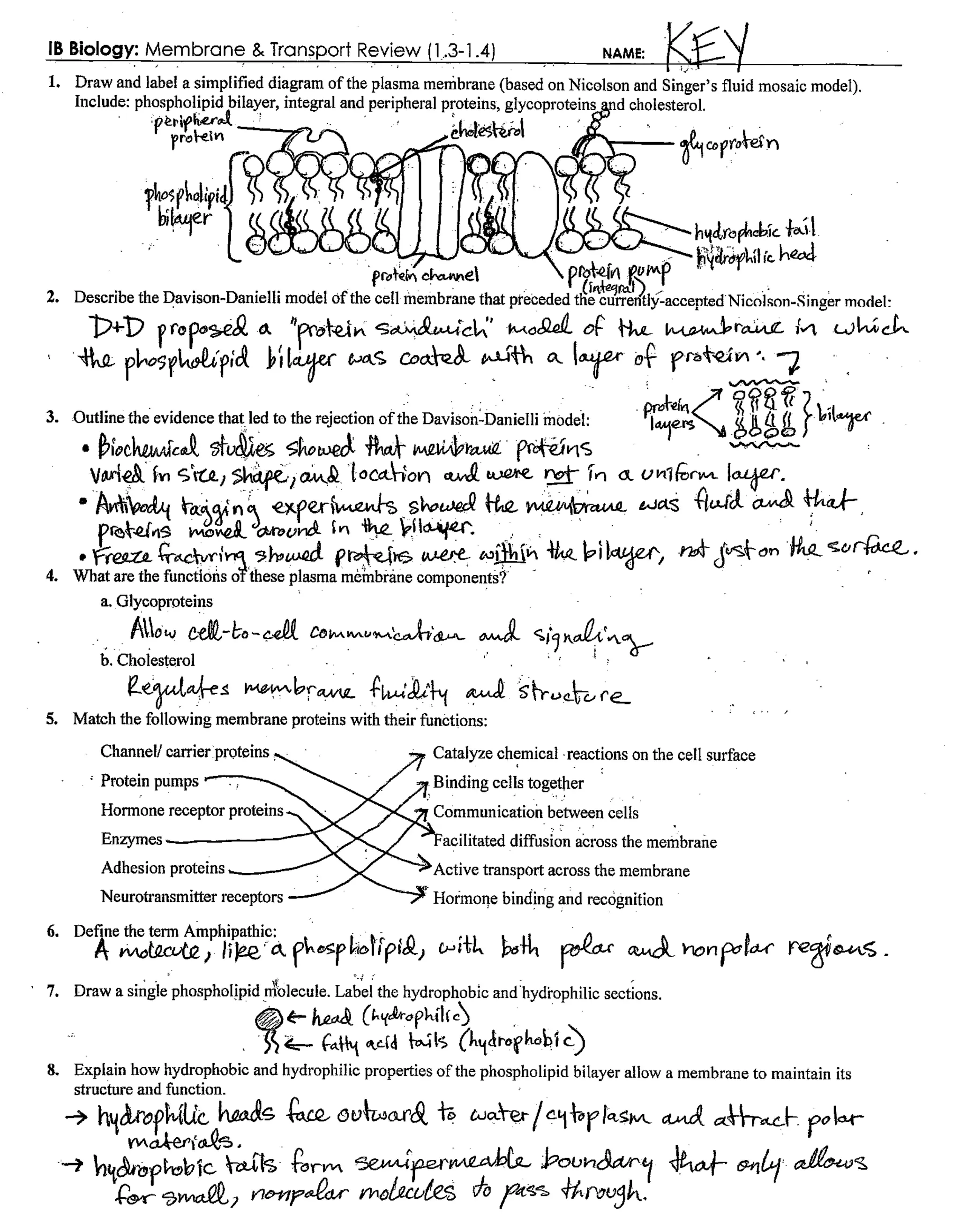 IB Cell Membrane & Transport Review Key (1.3-1.4) | PDF