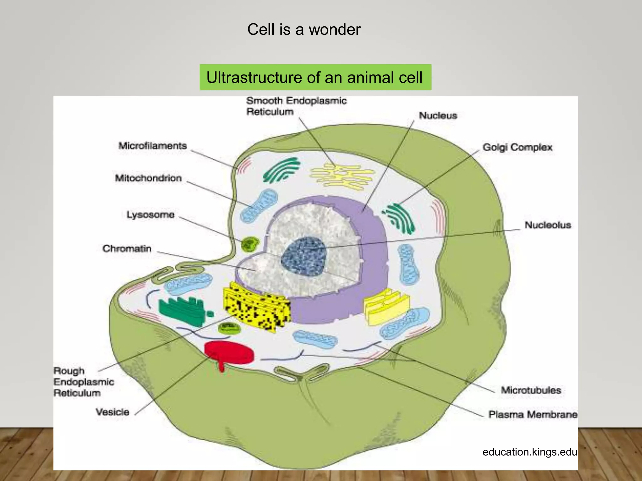 Cell membrane updated.pptx