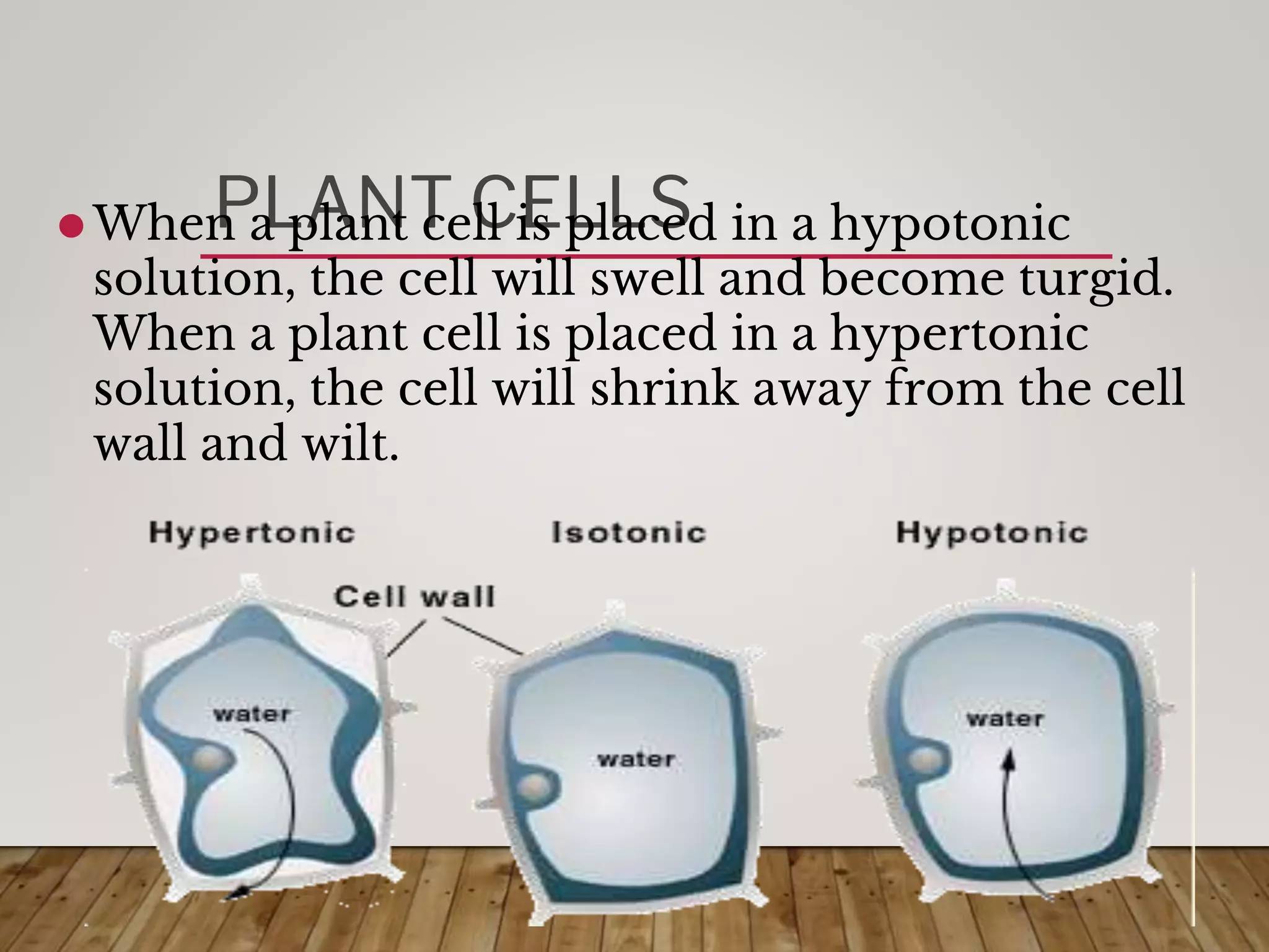 Cell membrane updated.pptx